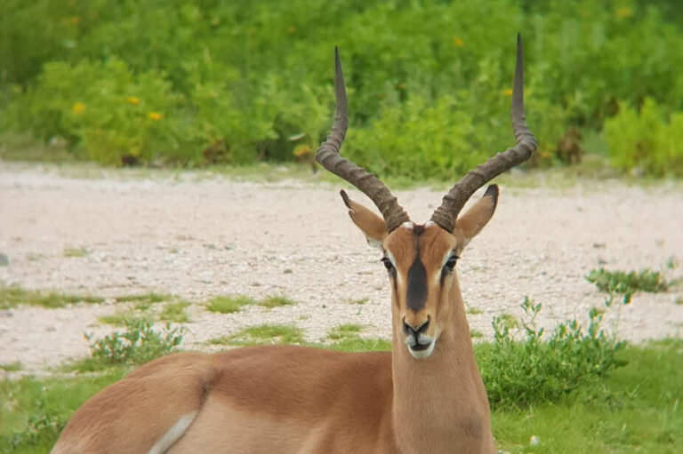 Free-range Impala hunting in Namibia (Africa)| TheEcoHunter