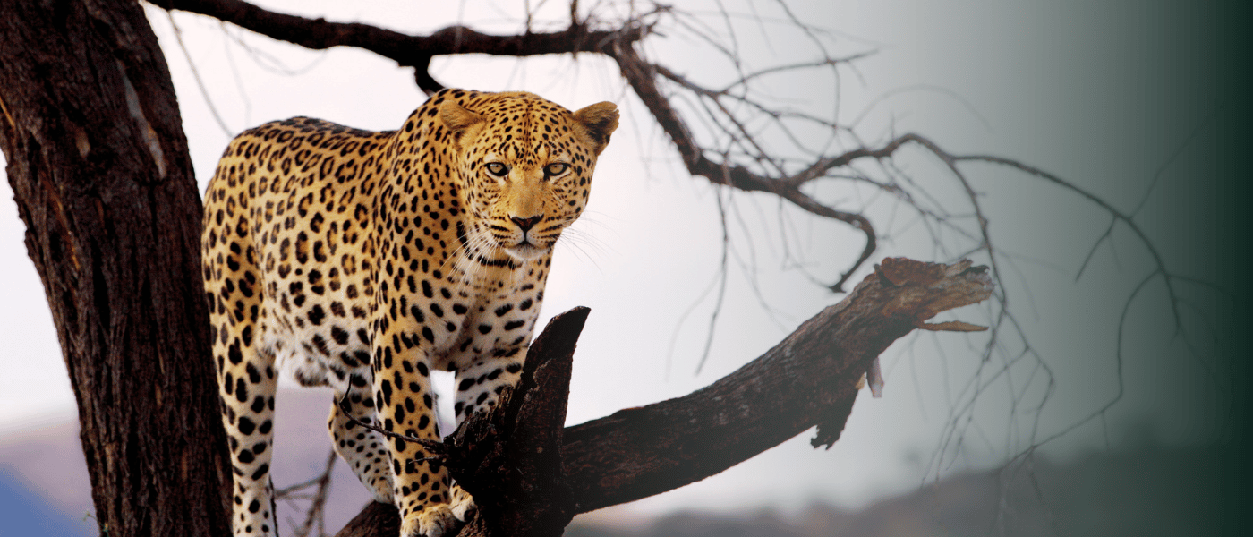 Leopardenjagd in Namibia | Jagdreise | TheEcoHunter